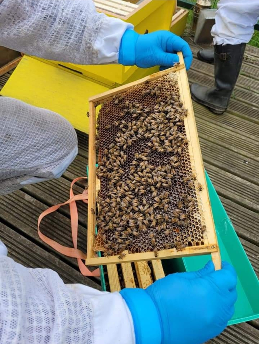 School Hive Management – More Bees Please Shop